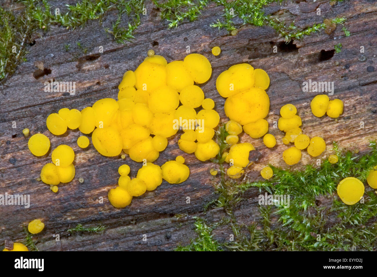 Yellow fairy cup fungus hi-res stock photography and images - Alamy