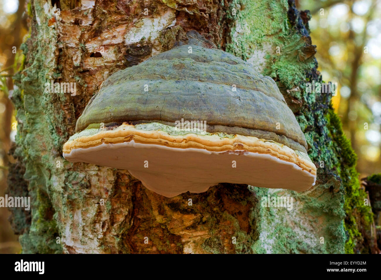 Tinder polypores hi-res stock photography and images - Alamy