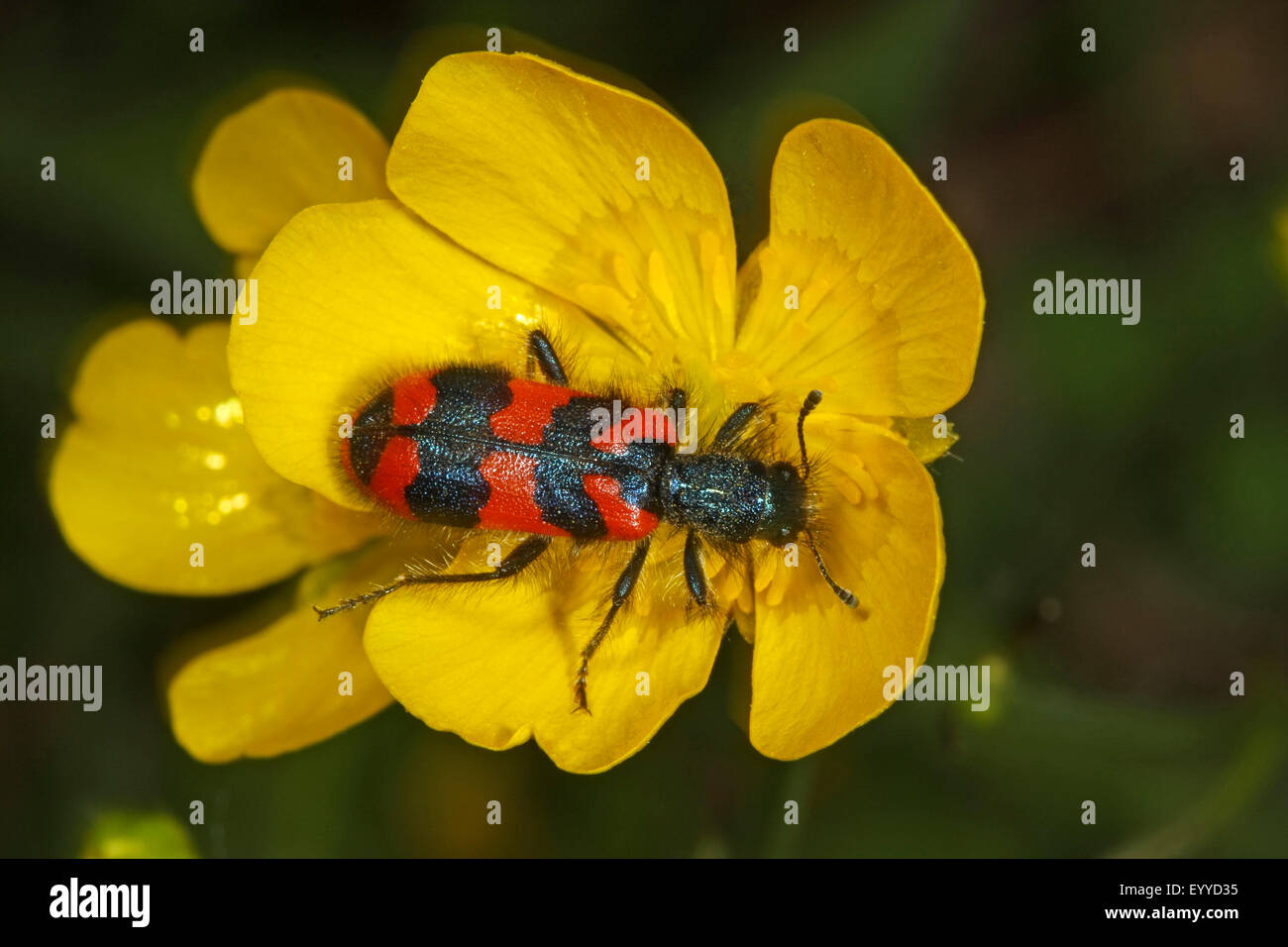 Bee hive beetle (Trichodes alvearius), on a buttercup flower, Germany ...
