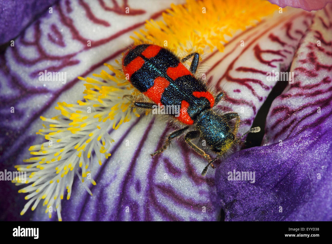 Cleridae checkered beetle beetles hi-res stock photography and images ...