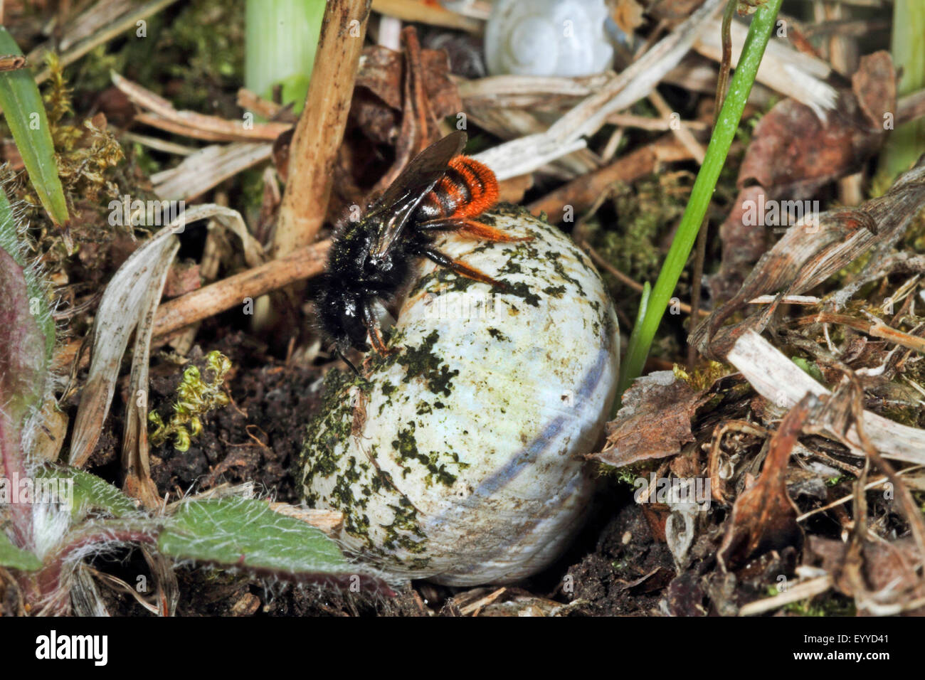 Bicoloured mason bee, Mason bee (Osmia bicolor), on a snail shell ...