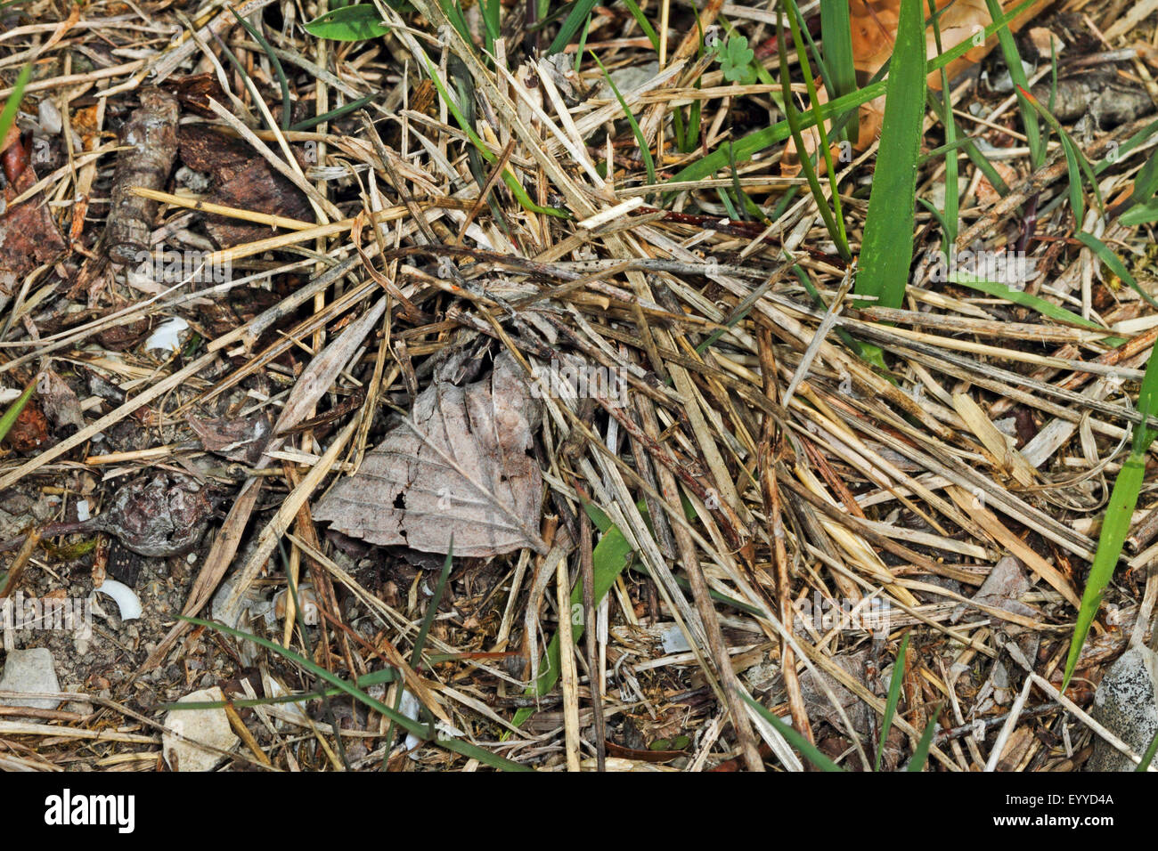 Masked the snail shell with blades of grass hi-res stock photography ...