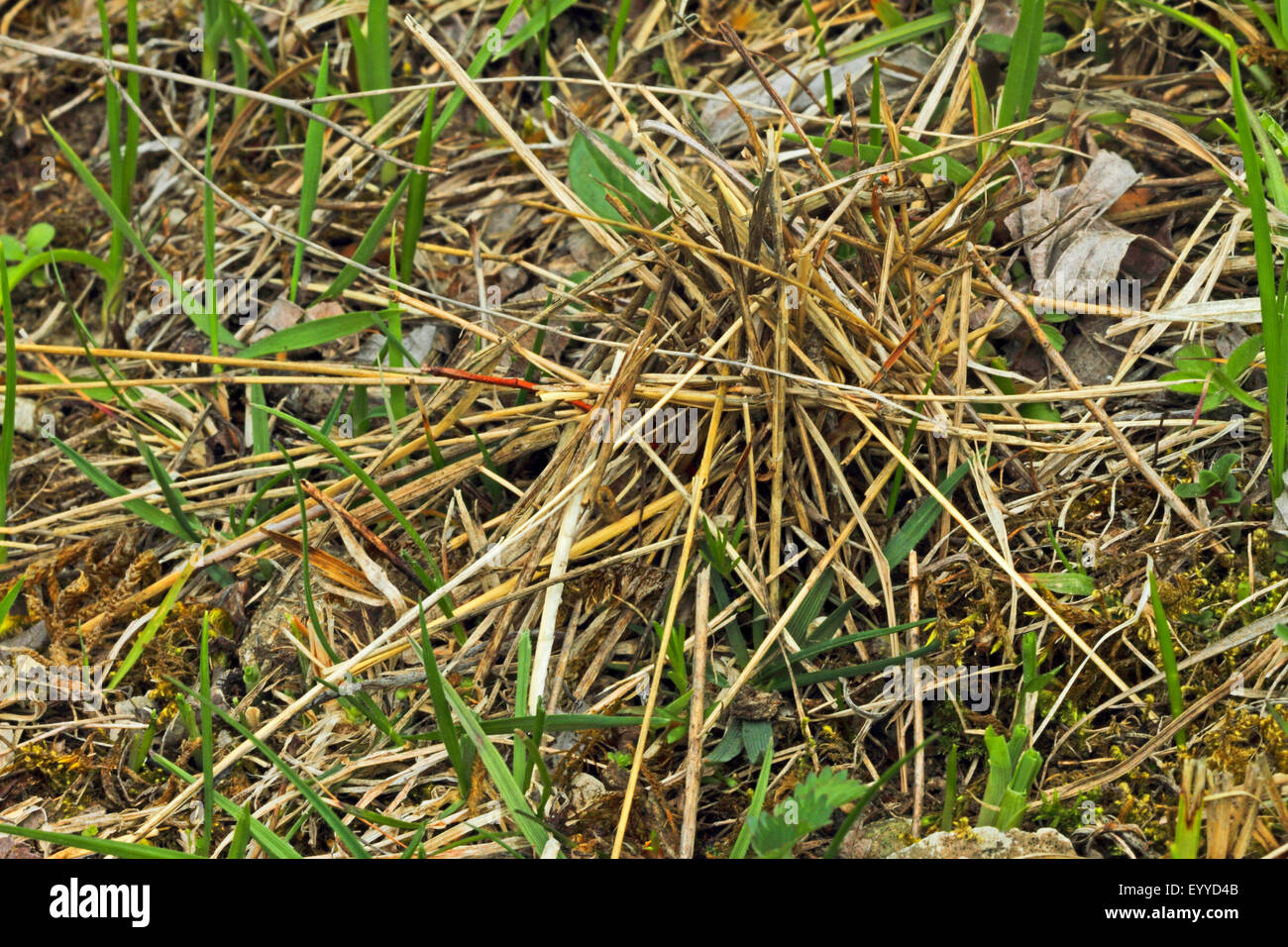 Bicoloured mason bee, Mason bee (Osmia bicolor), masked the snail shell ...