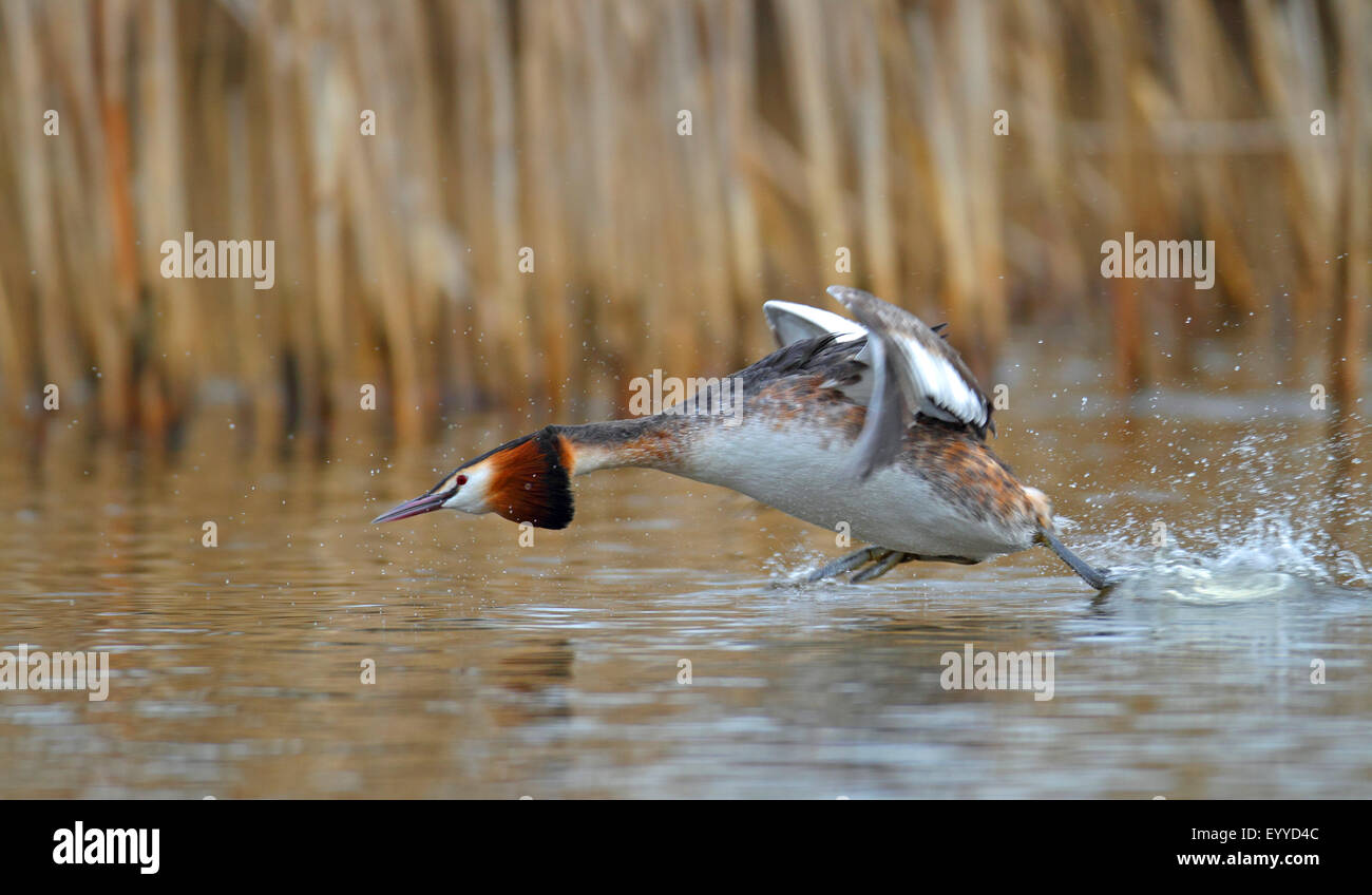 great crested grebe (Podiceps cristatus), flying off from the water ...
