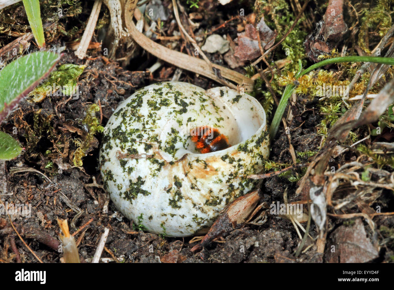 Bicoloured mason bee, Mason bee (Osmia bicolor), on a snail shell ...