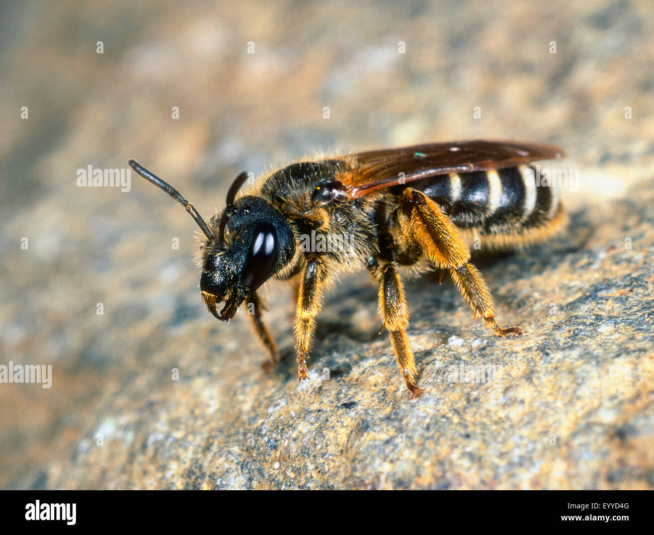 sweat bee (Halictus simplex), female sitting on a stone, Germany Stock ...