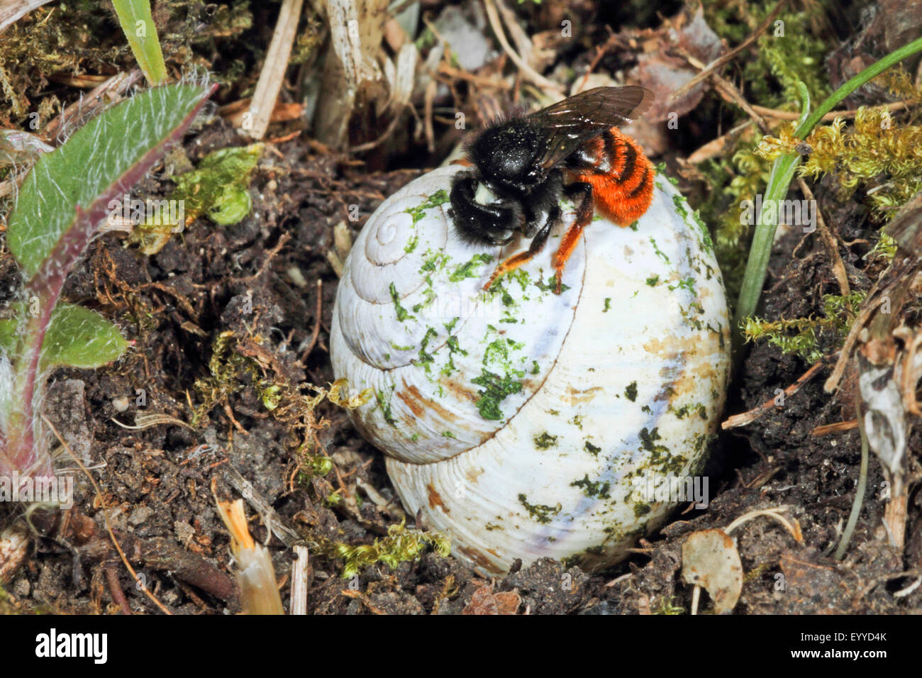Bicoloured mason bee, Mason bee (Osmia bicolor), on a snail shell ...