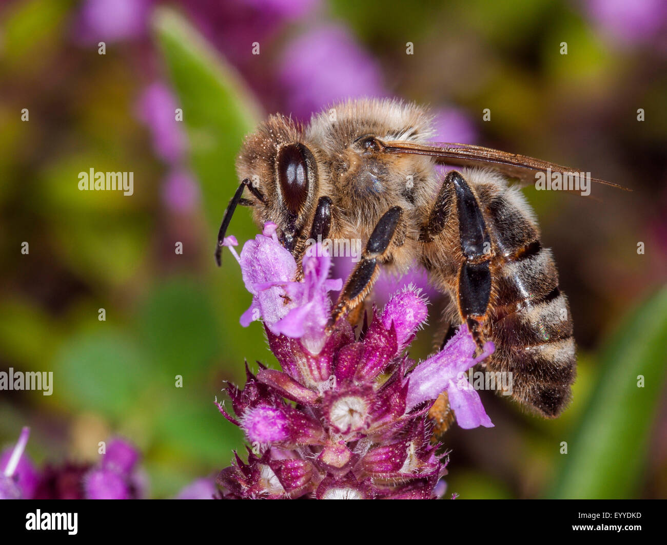 honey bee, hive bee (Apis mellifera mellifera), foraging pollen and nectar on wild thyme ...