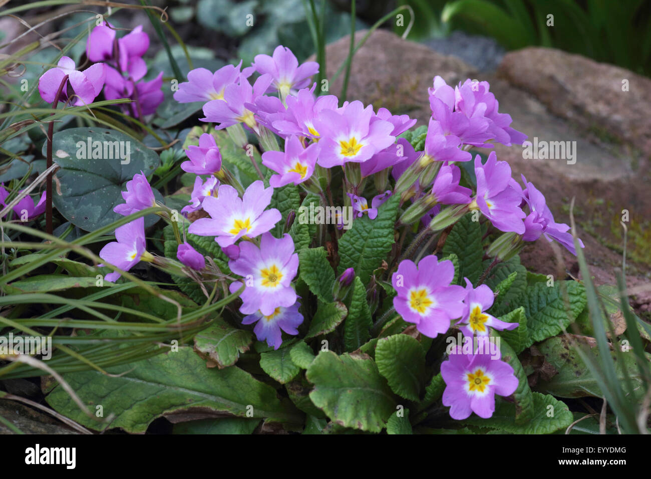 true English primrose (Primula acaulis, Primula vulgaris), blooming ...