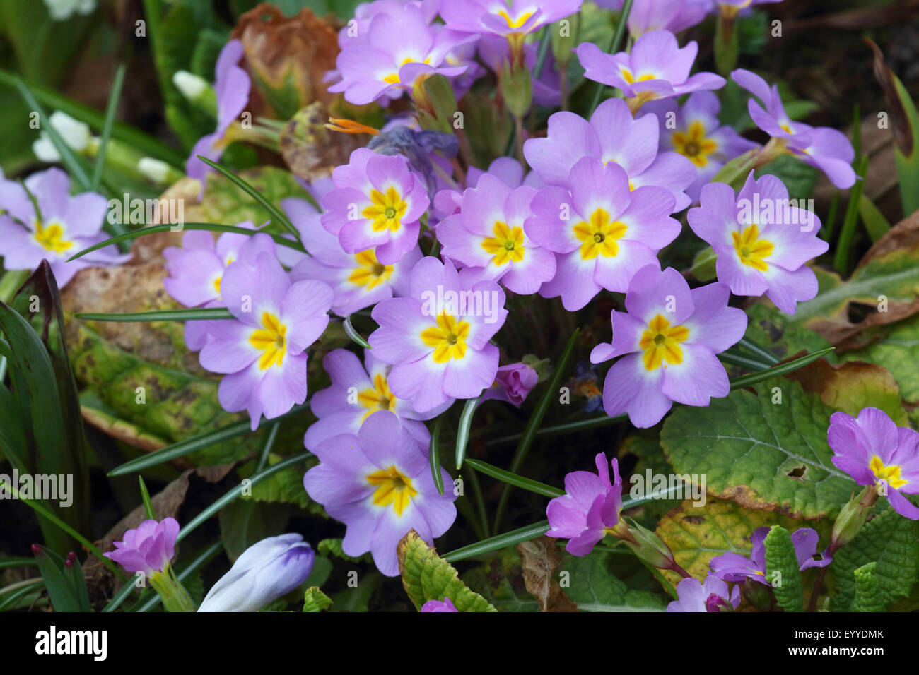 true English primrose (Primula acaulis, Primula vulgaris), blooming ...