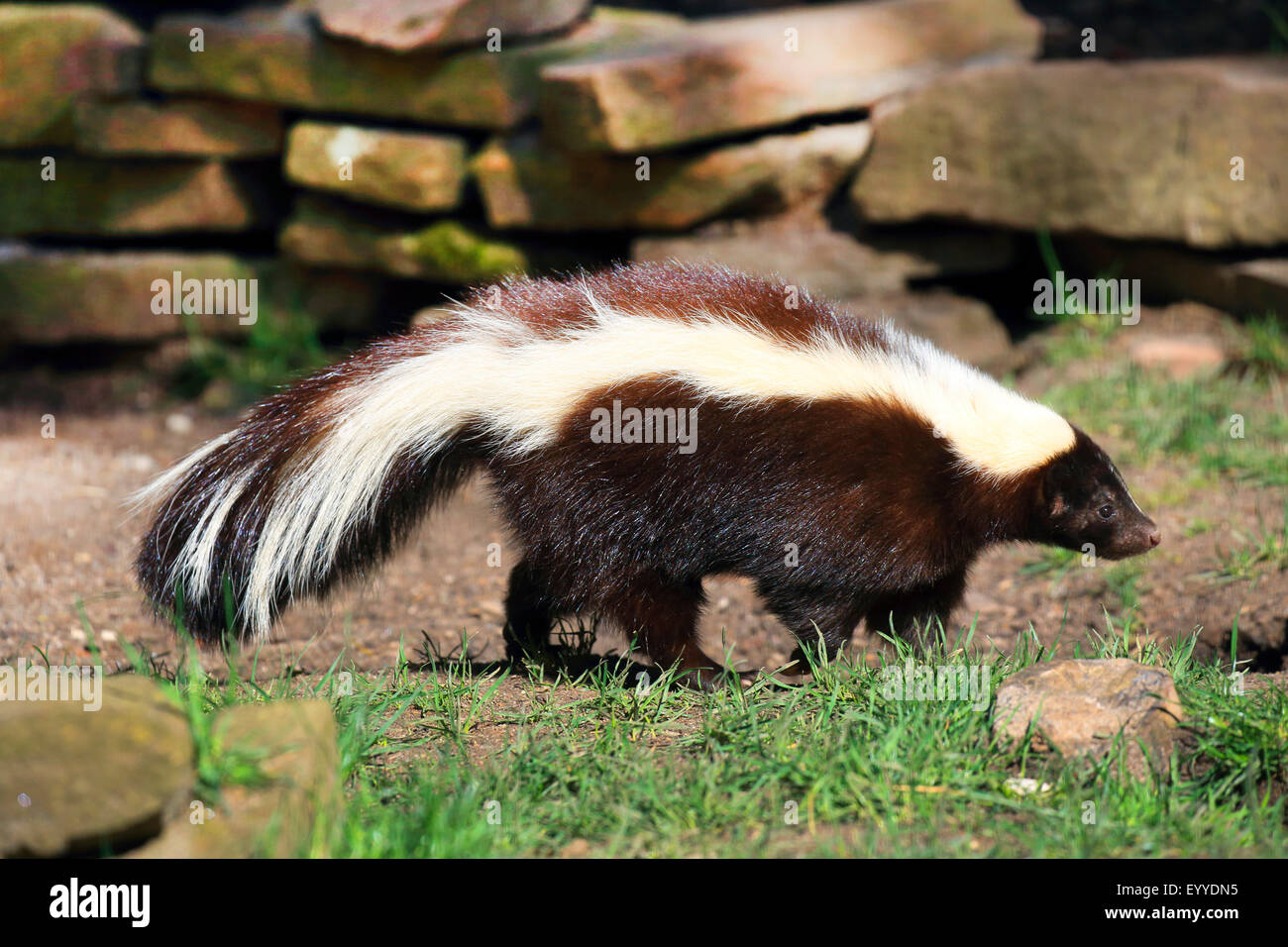 Mephitis mephitis hi-res stock photography and images - Alamy
