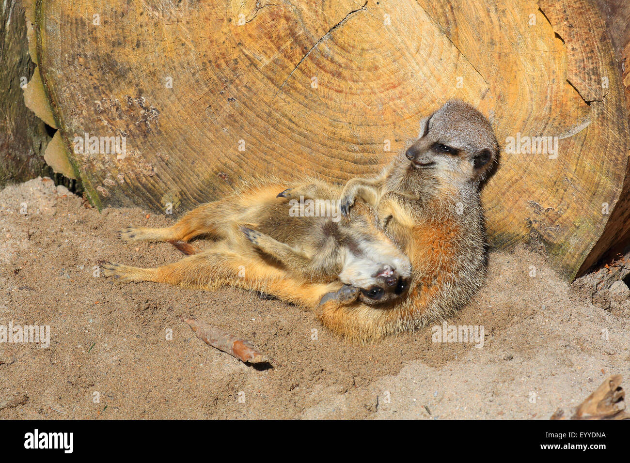 Two tailed merman or mermaid hi-res stock photography and images - Alamy