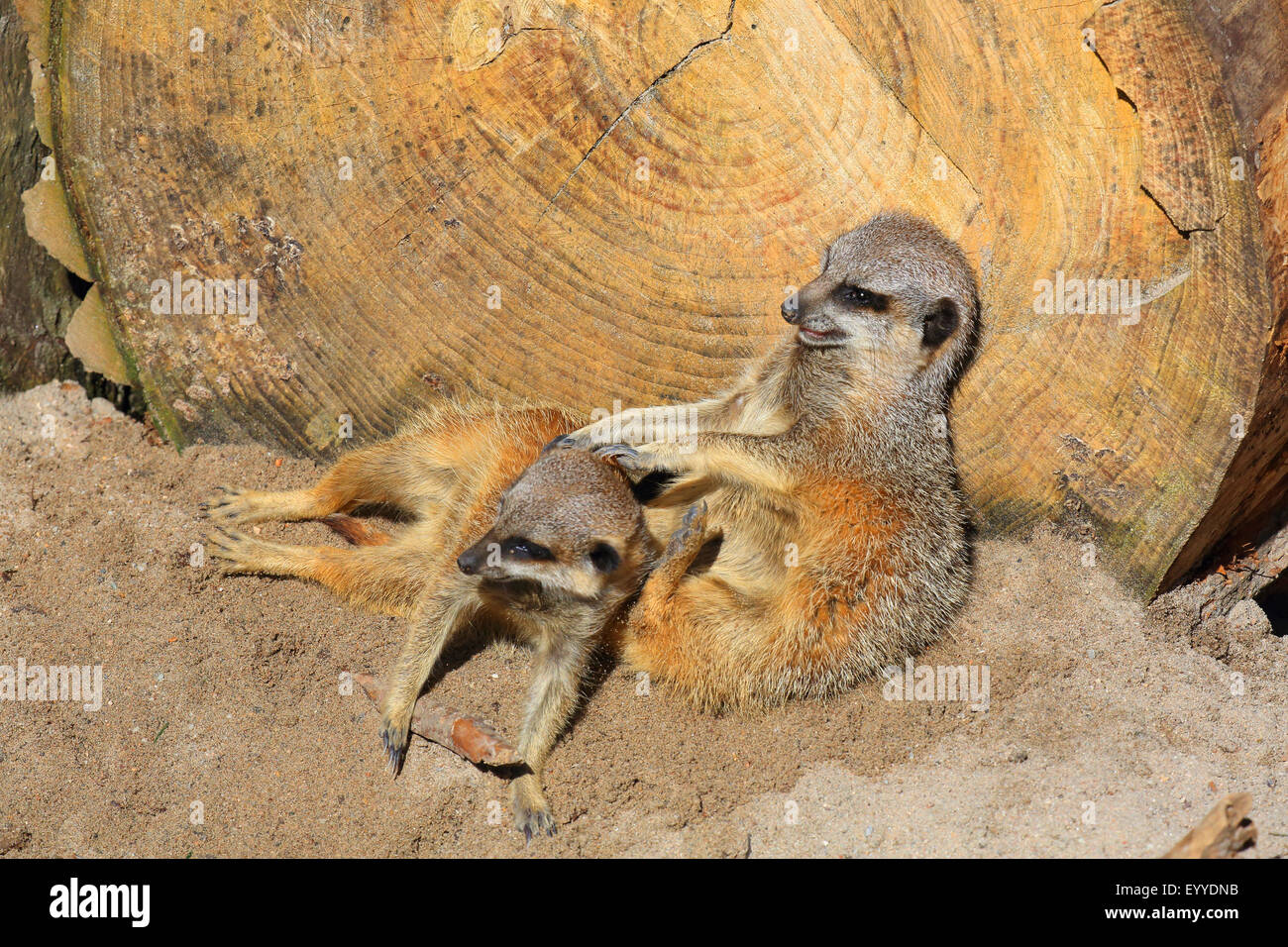 Two tailed merman or mermaid hi-res stock photography and images - Alamy