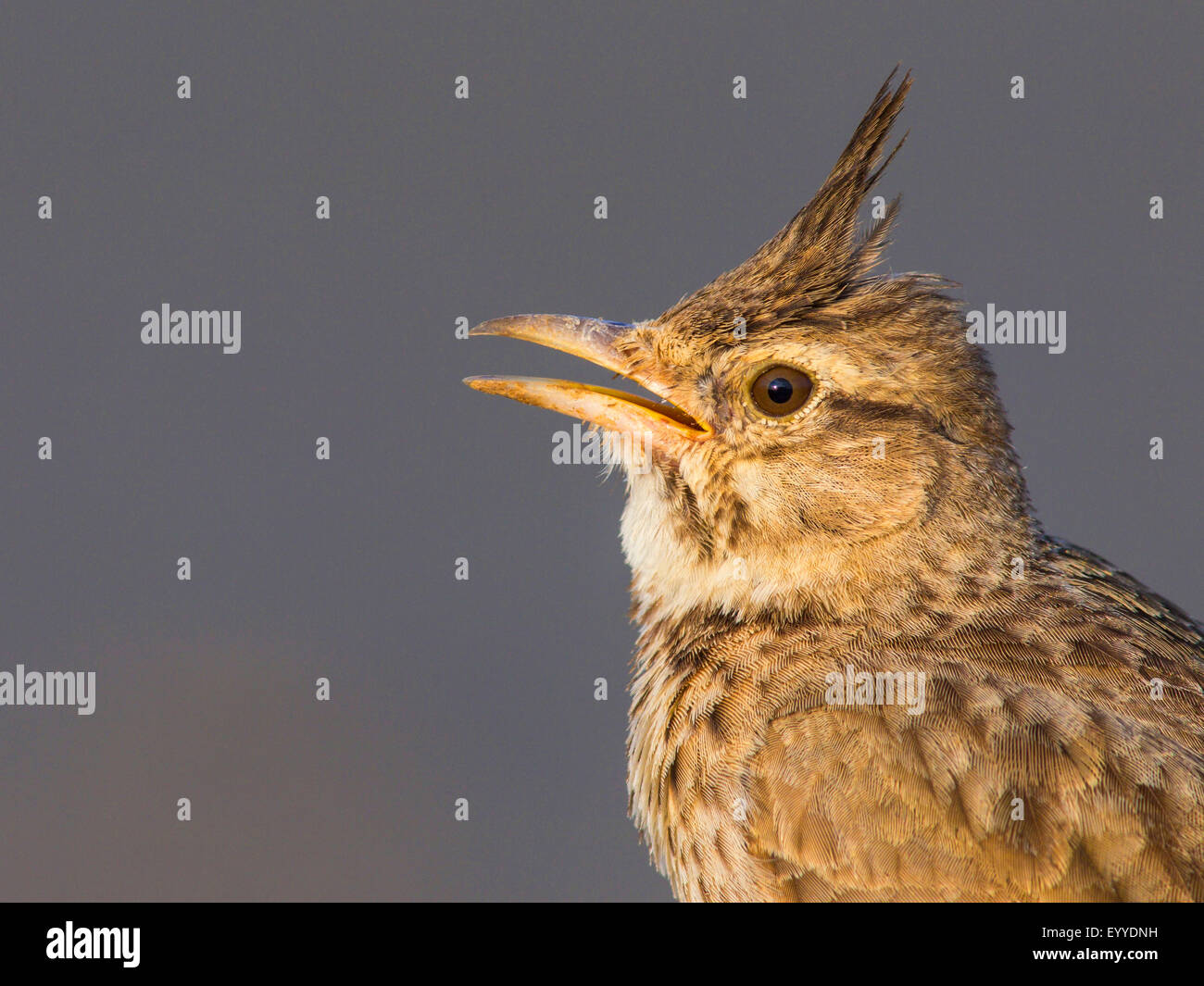 Lark chirping hi-res stock photography and images - Alamy