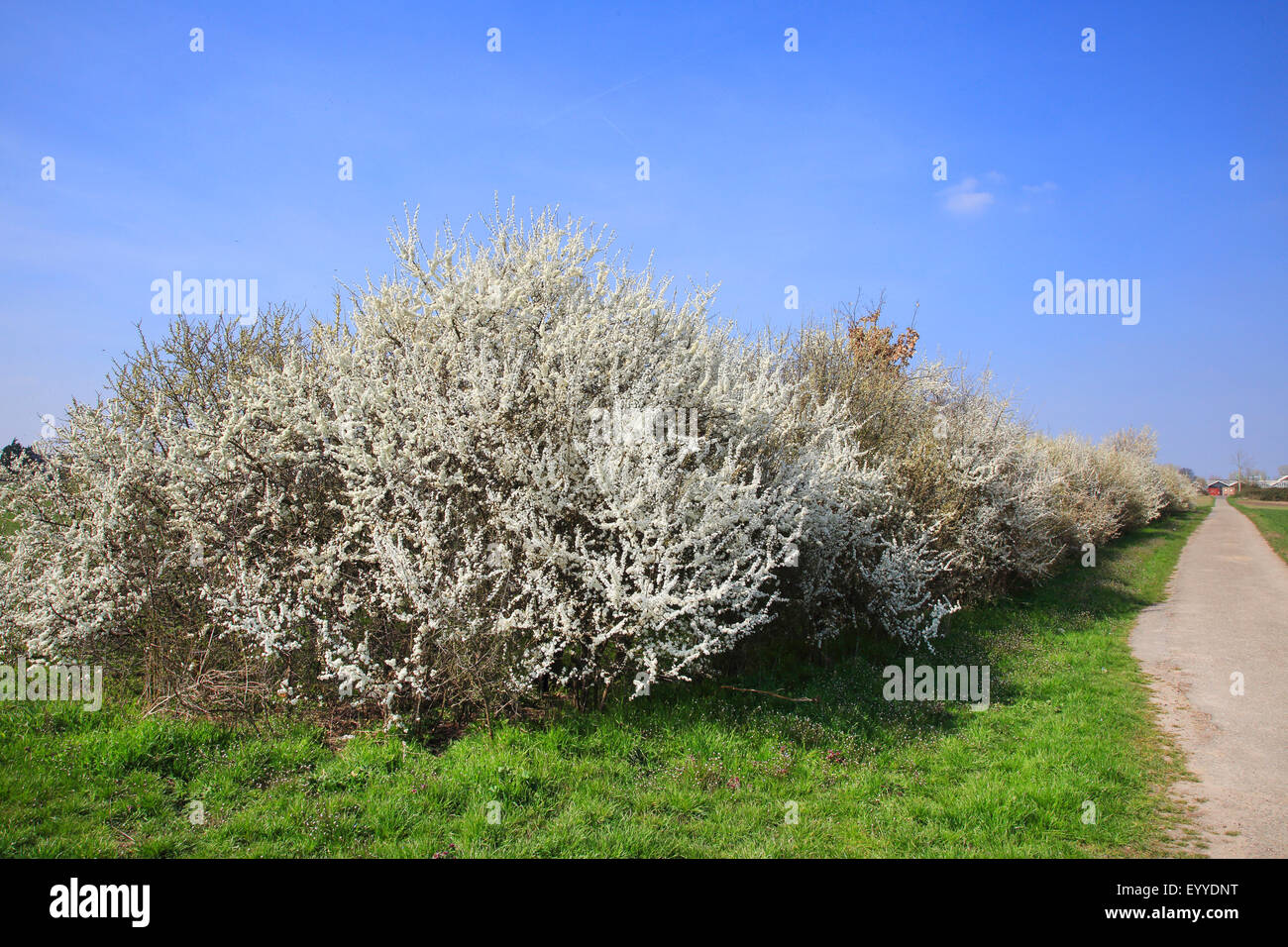 blackthorn, sloe (Prunus spinosa), sloe hedge, Germany Stock Photo - Alamy