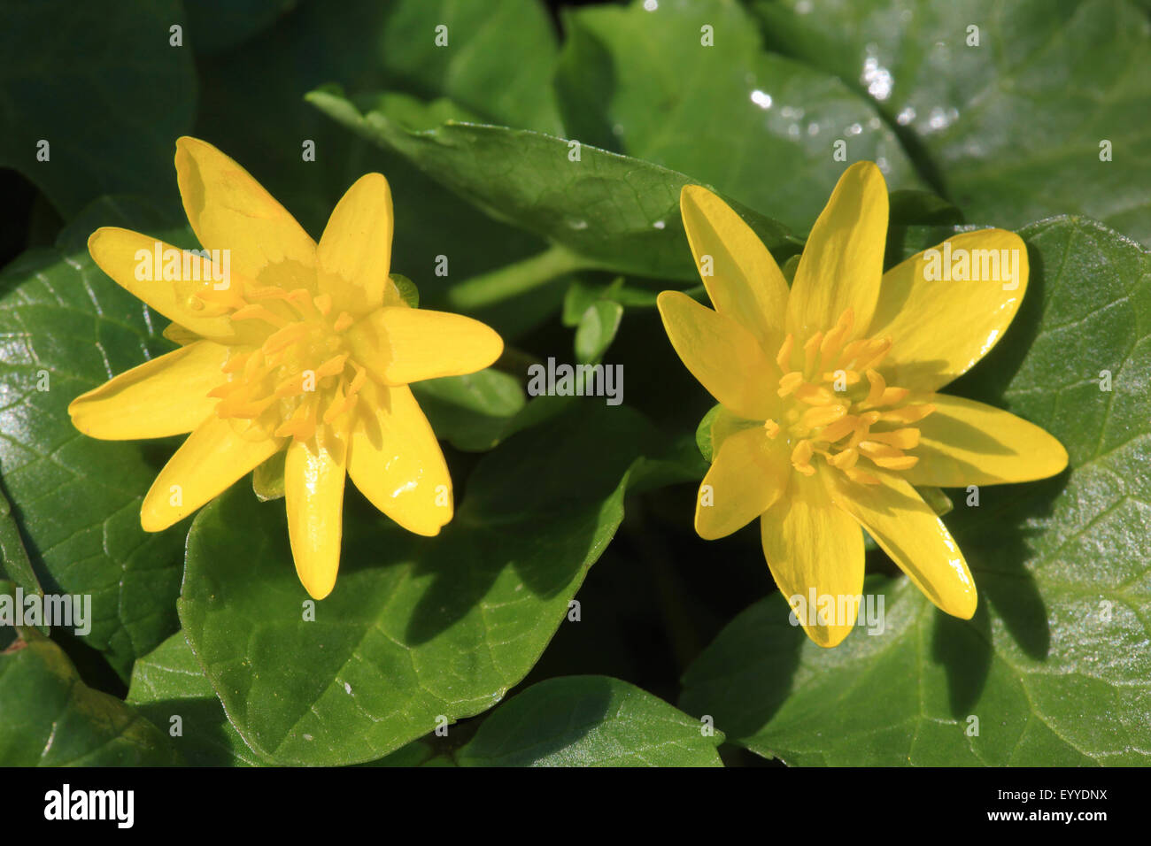 lesser celandine, fig-root butter-cup (Ranunculus ficaria, Ficaria ...