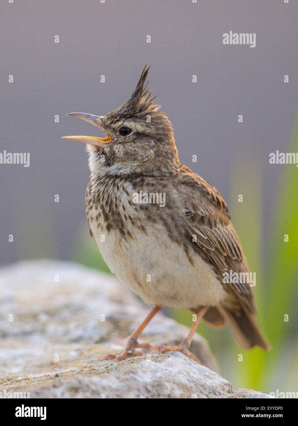 Lark chirping hi-res stock photography and images - Alamy