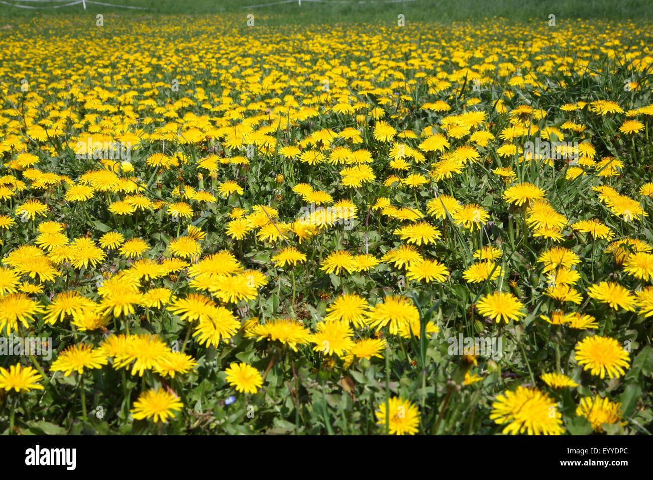common dandelion (Taraxacum officinale), flowering dandelion meadow ...