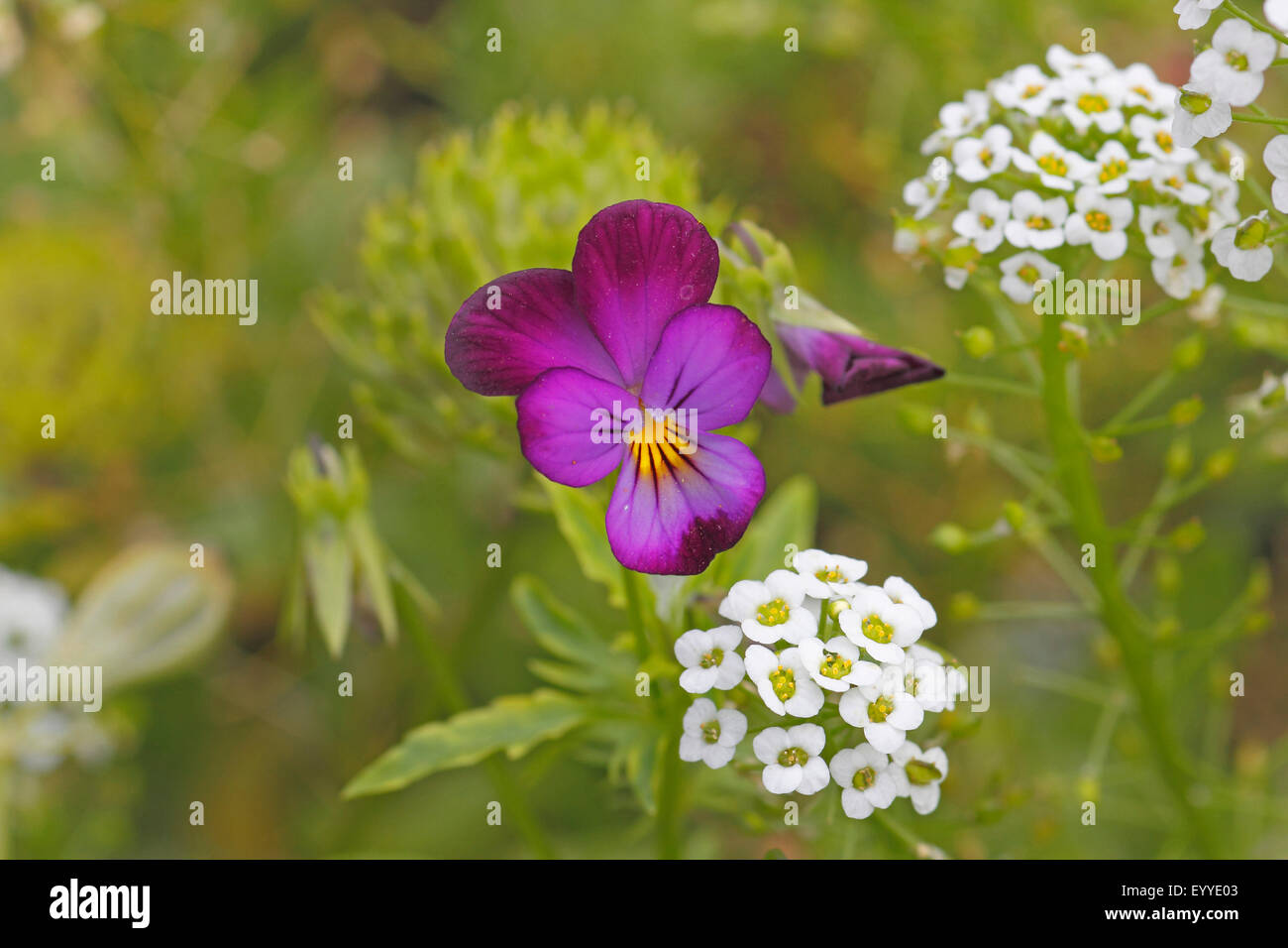 horned pansy, horned violet (Viola cornuta), pansy flower together with ...
