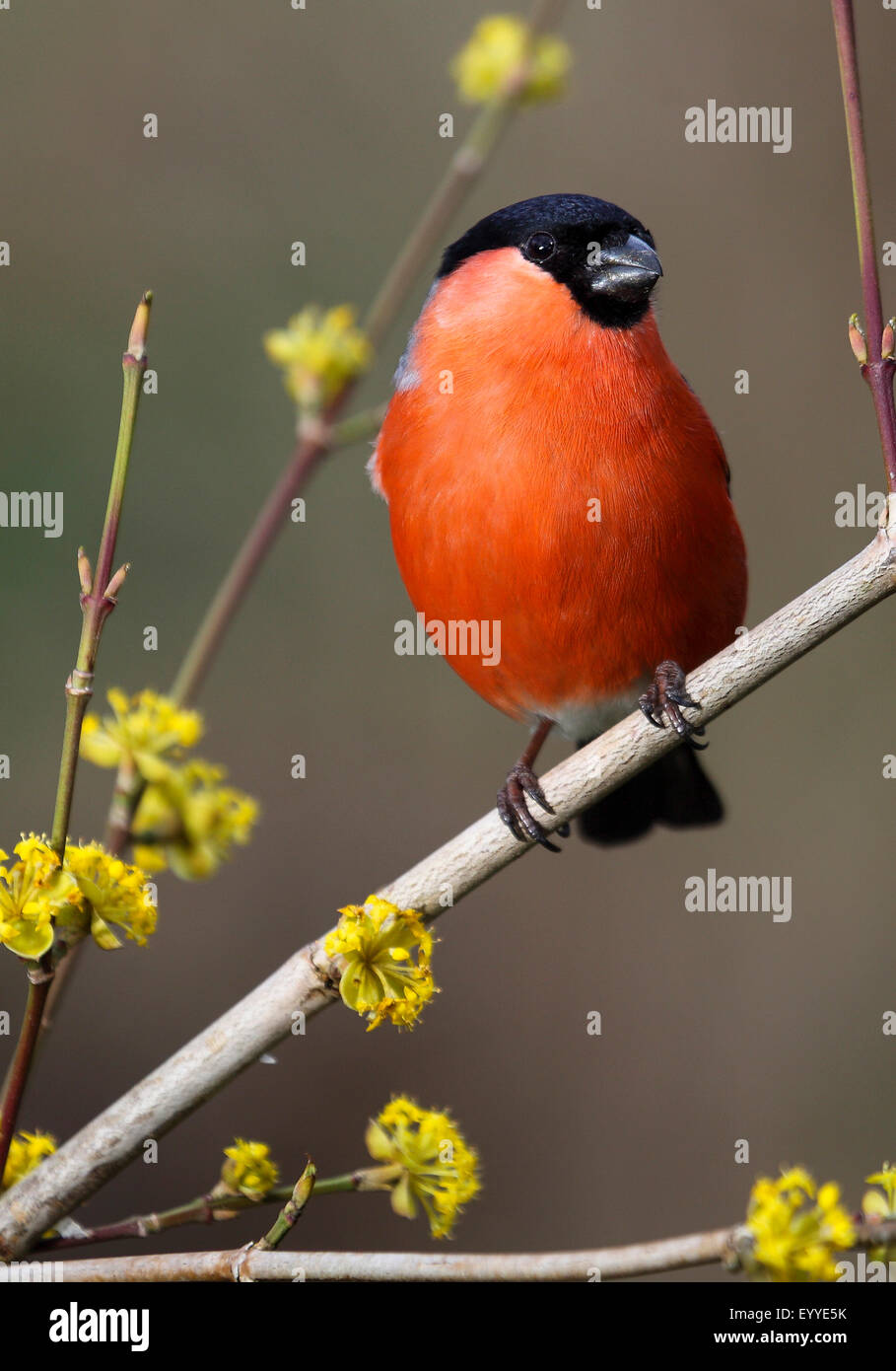 bullfinch, Eurasian bullfinch, northern bullfinch (Pyrrhula pyrrhula ...