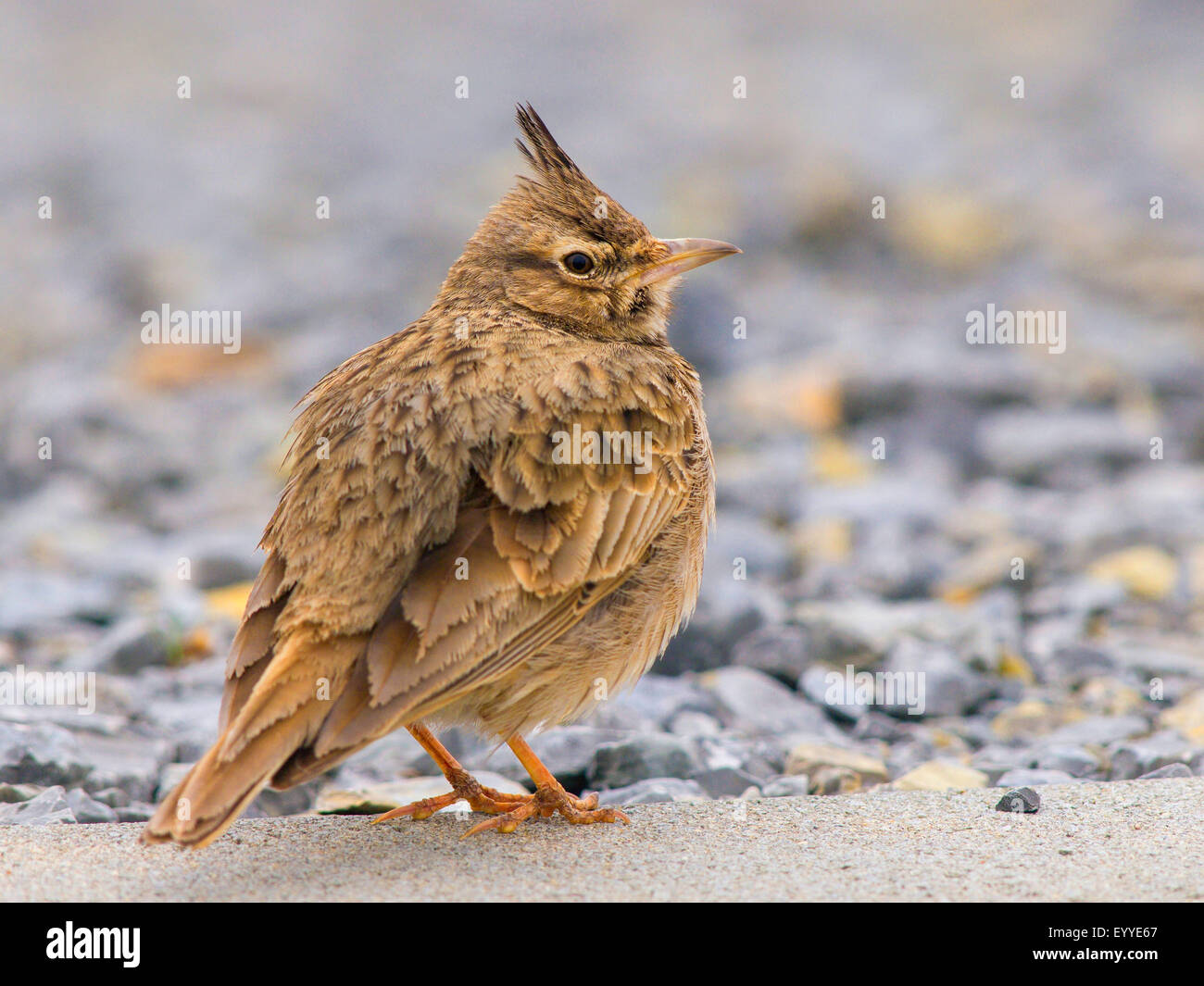crested lark (Galerida cristata), sitting on a street curb, Germany ...