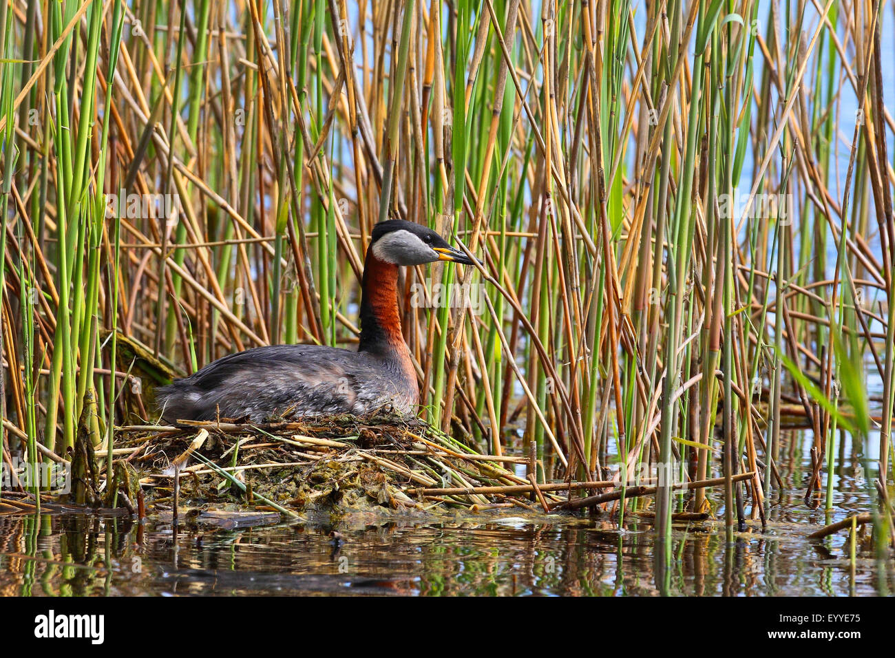 red-necked grebe (Podiceps grisegena), breeding on the nest, Germany ...