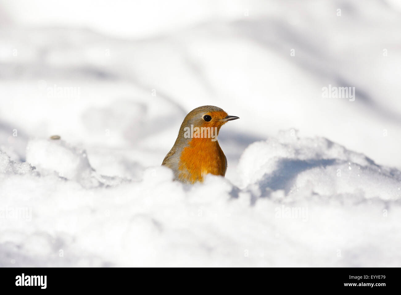 European robin (Erithacus rubecula), in snow, Germany Stock Photo - Alamy