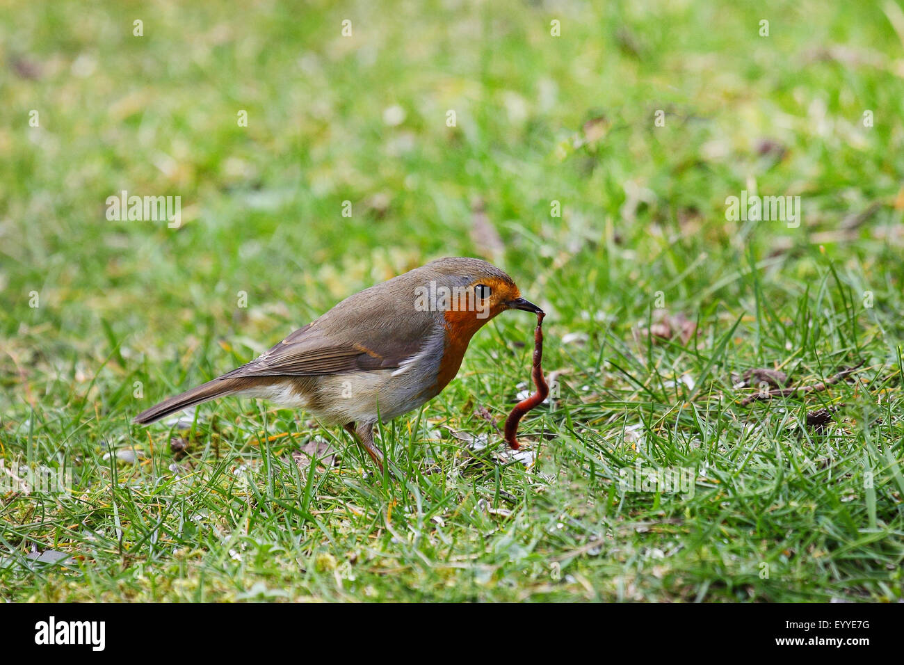 European robin (Erithacus rubecula), with caught earthworm, Germany ...