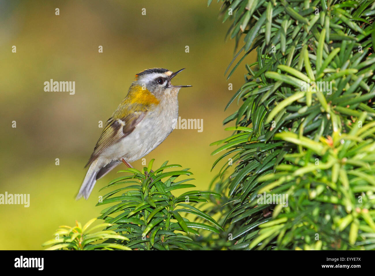 Regulus regulus europe hi-res stock photography and images - Alamy