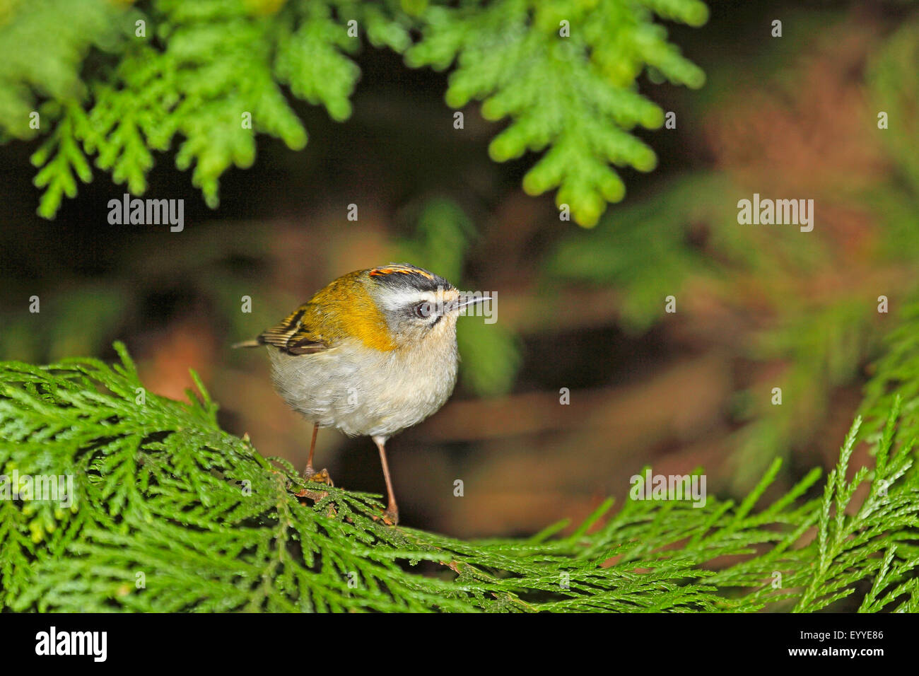 Firecrest female hi-res stock photography and images - Alamy