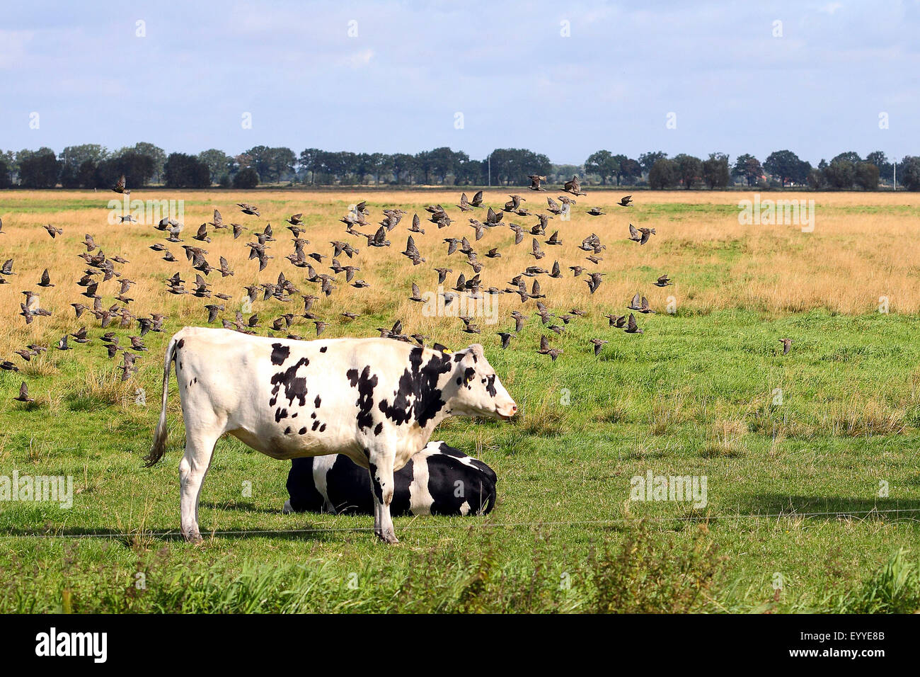 Bird flying over cows in hi-res stock photography and images - Alamy
