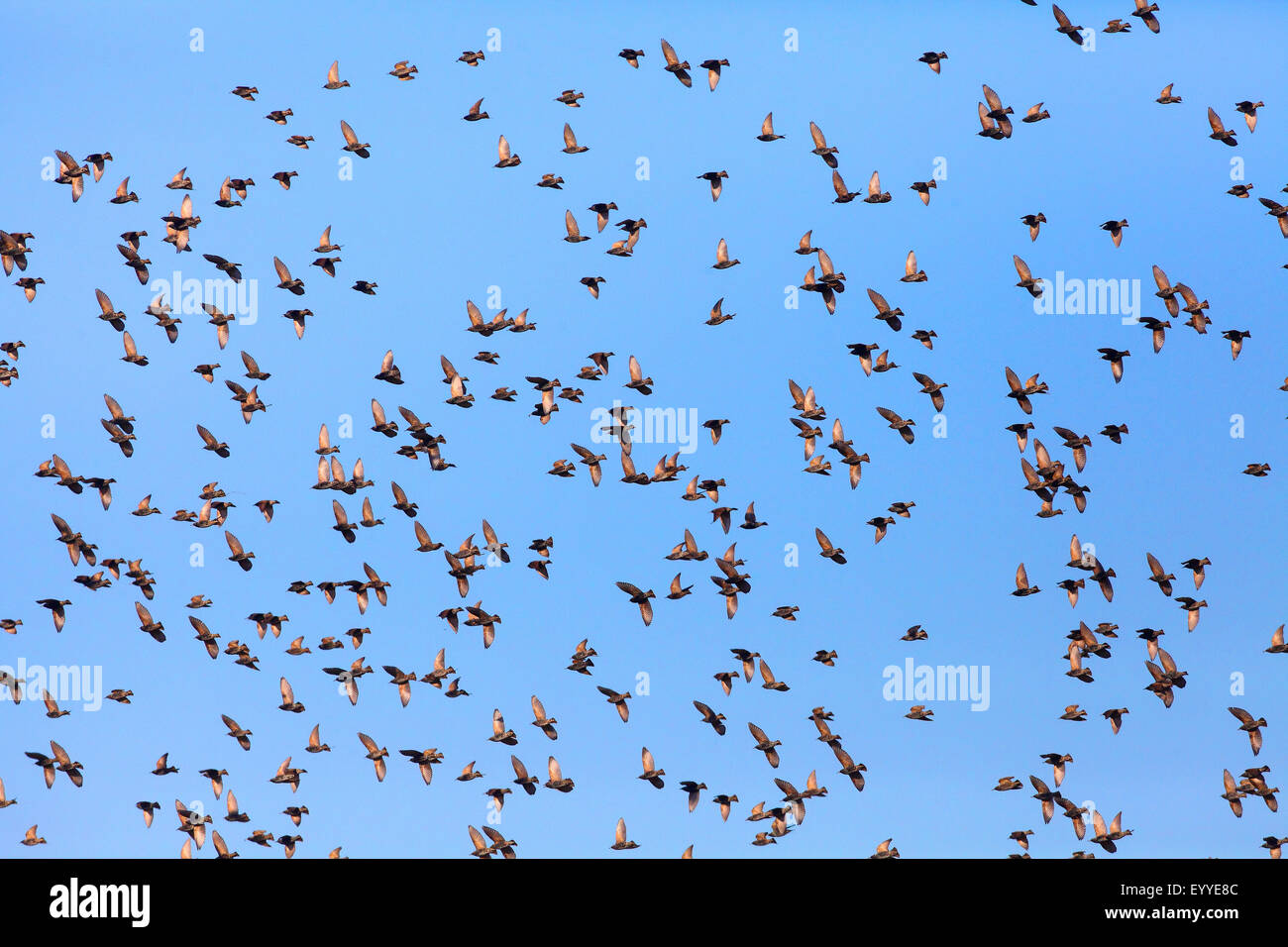 common starling (Sturnus vulgaris), flying flock in the sky, Germany ...