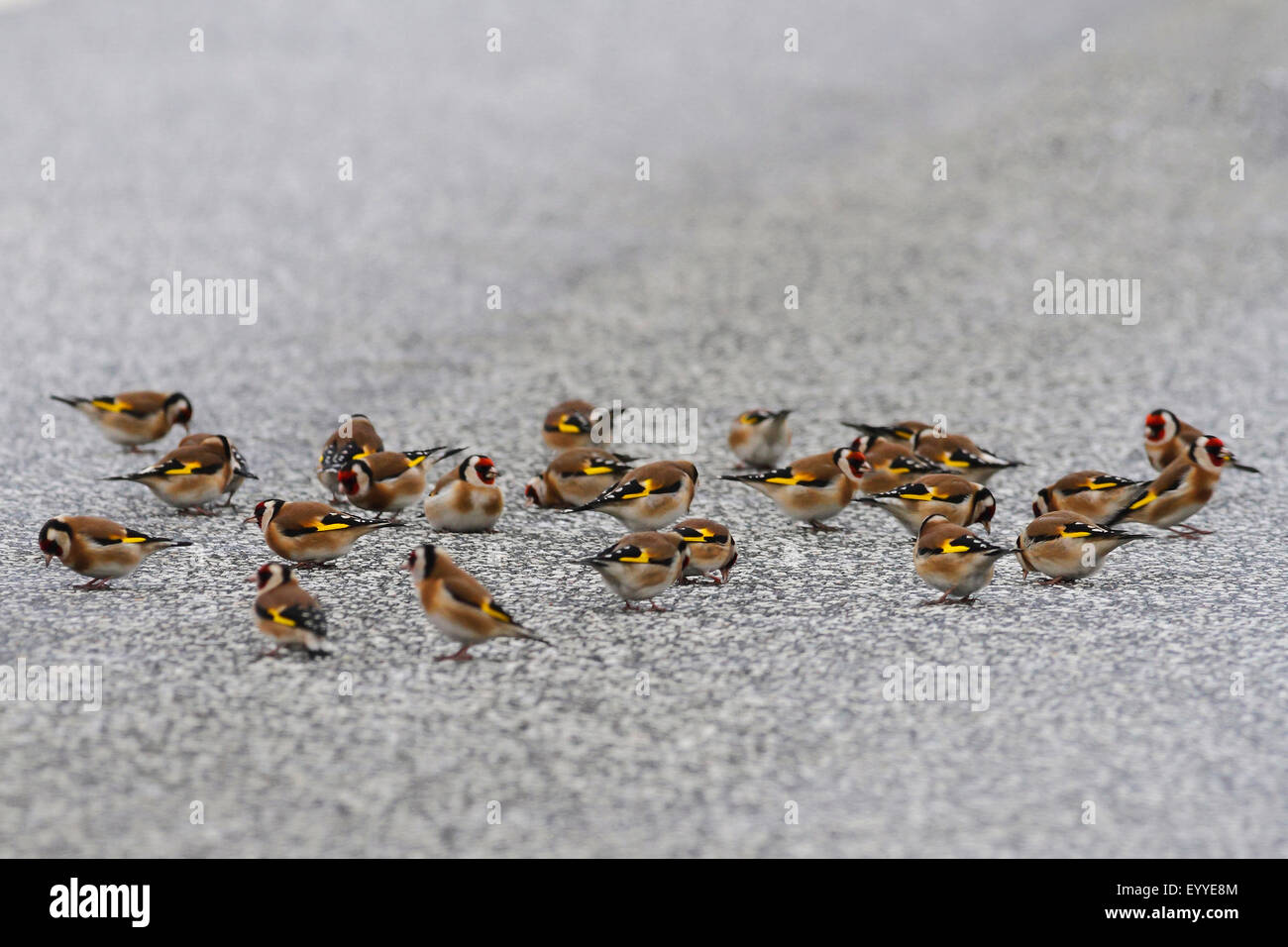 Group of finches hi-res stock photography and images - Alamy