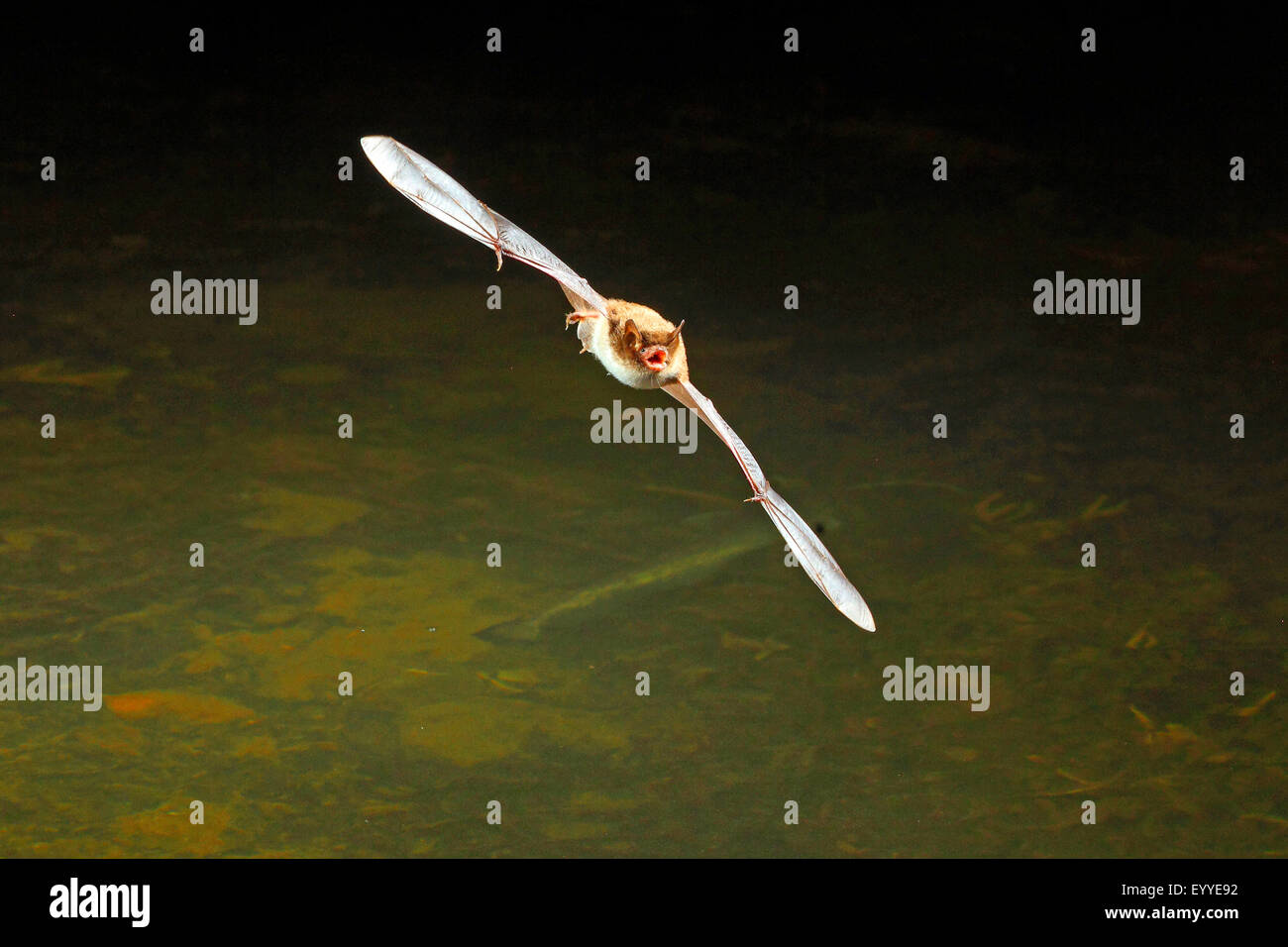 Daubenton's bat (Myotis daubentoni), hunting in flight, Germany Stock ...