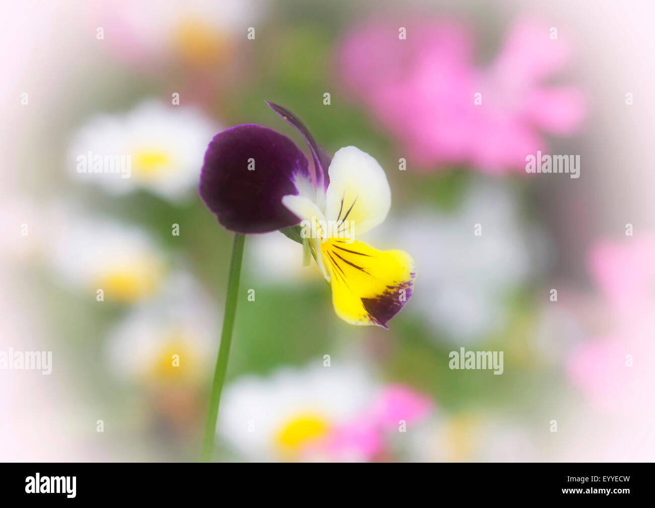 horned pansy, horned violet (Viola cornuta), flower Stock Photo - Alamy
