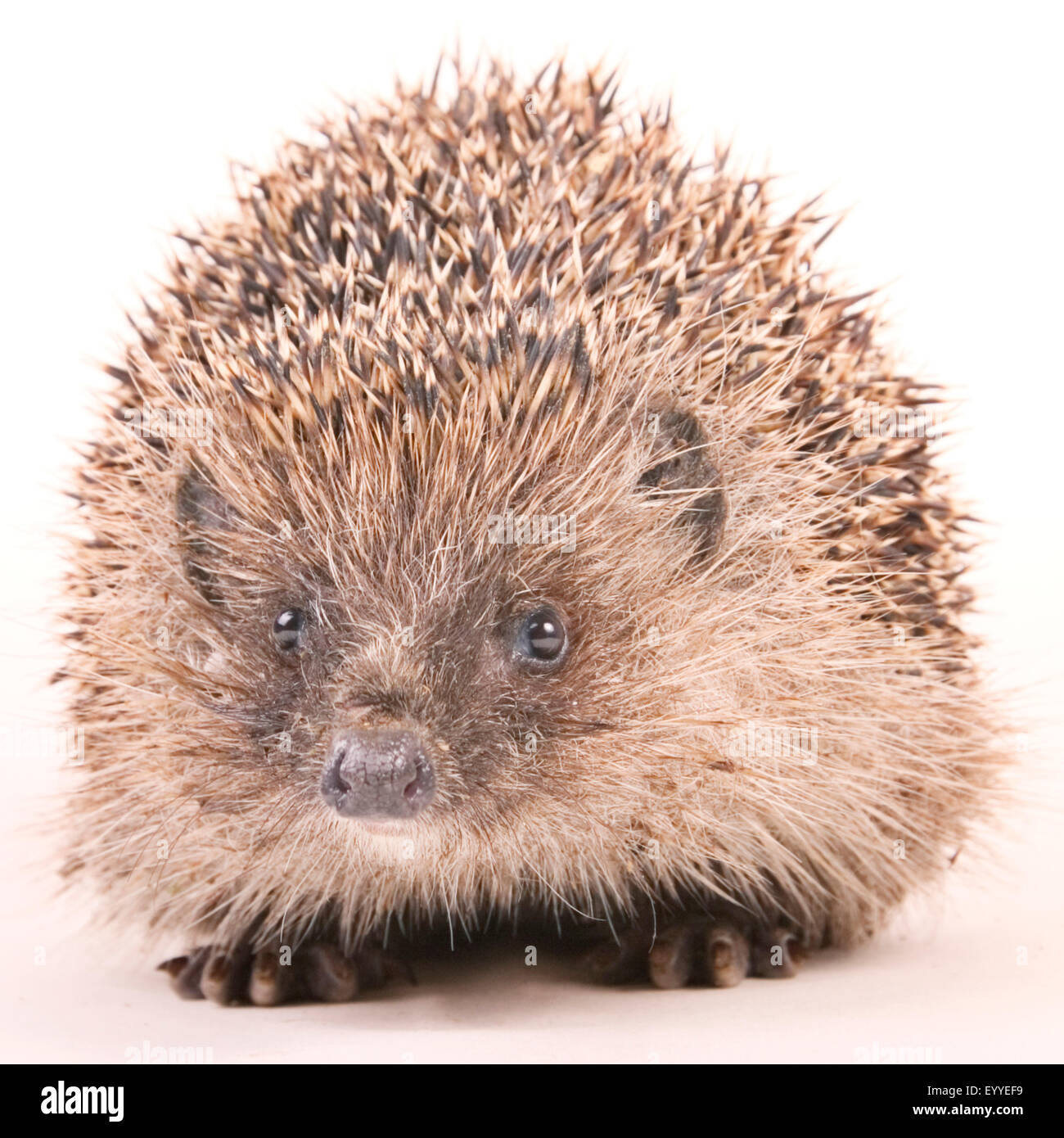Western hedgehog, European hedgehog (Erinaceus europaeus), cut-out ...