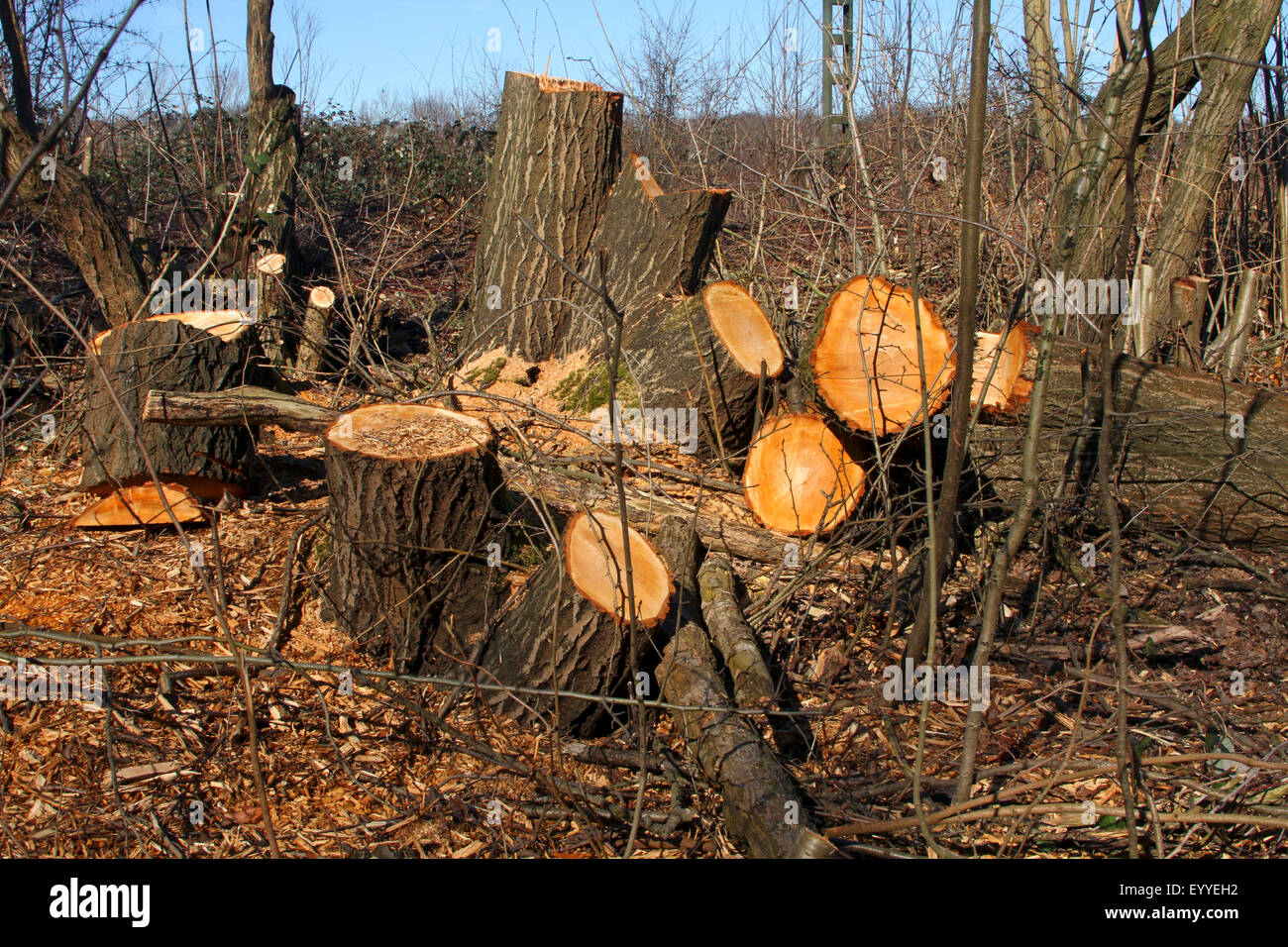 Deforestation In Germany Stock Photos & Deforestation In Germany Stock ...