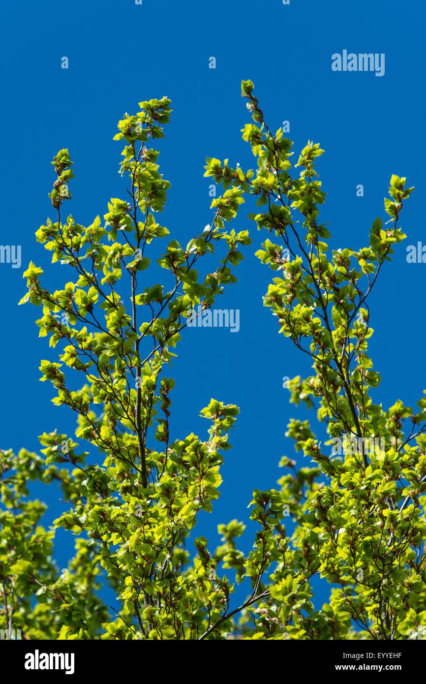 common beech (Fagus sylvatica), shooting branches in spring, Germany ...