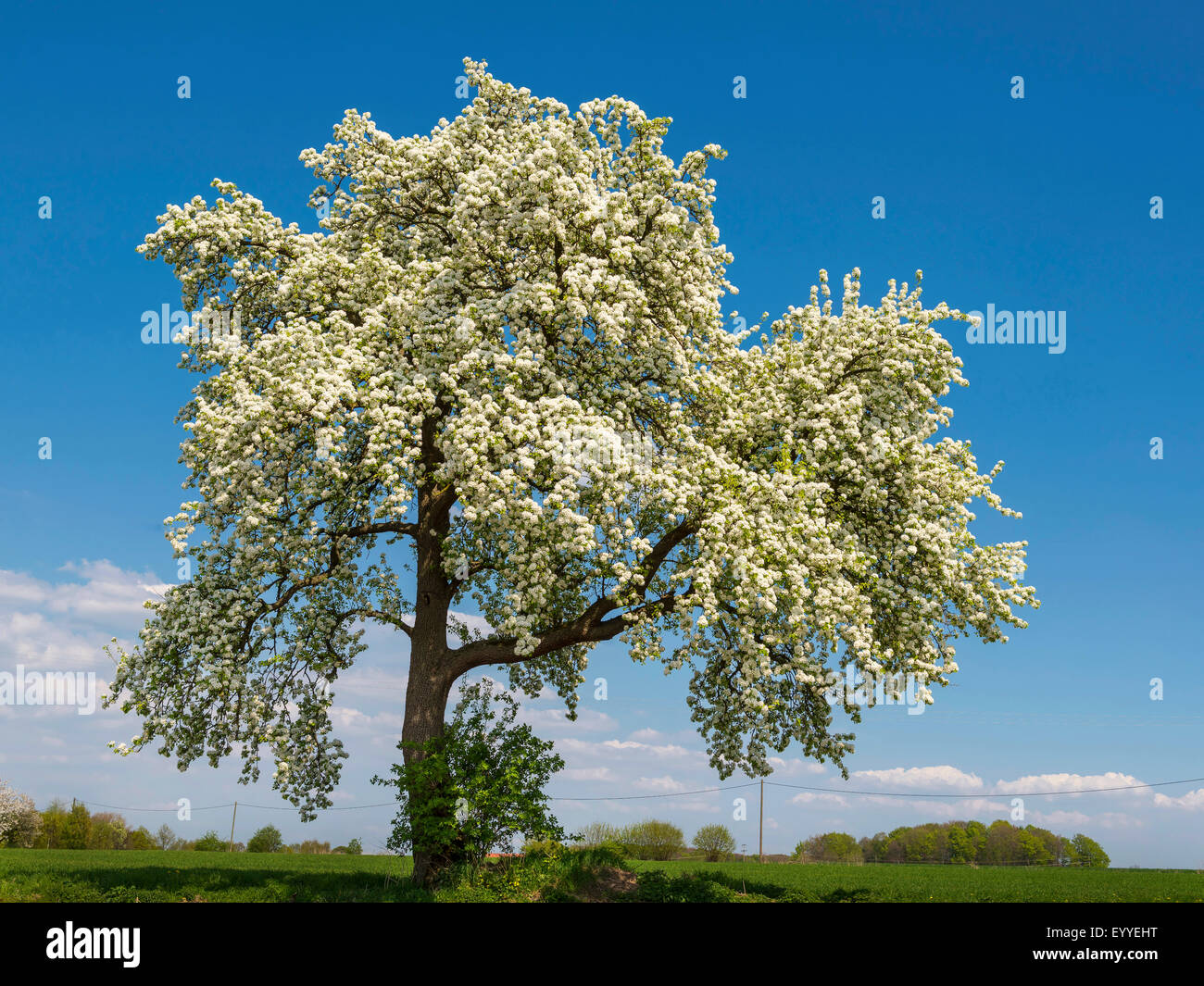 Old pear tree hi-res stock photography and images - Alamy