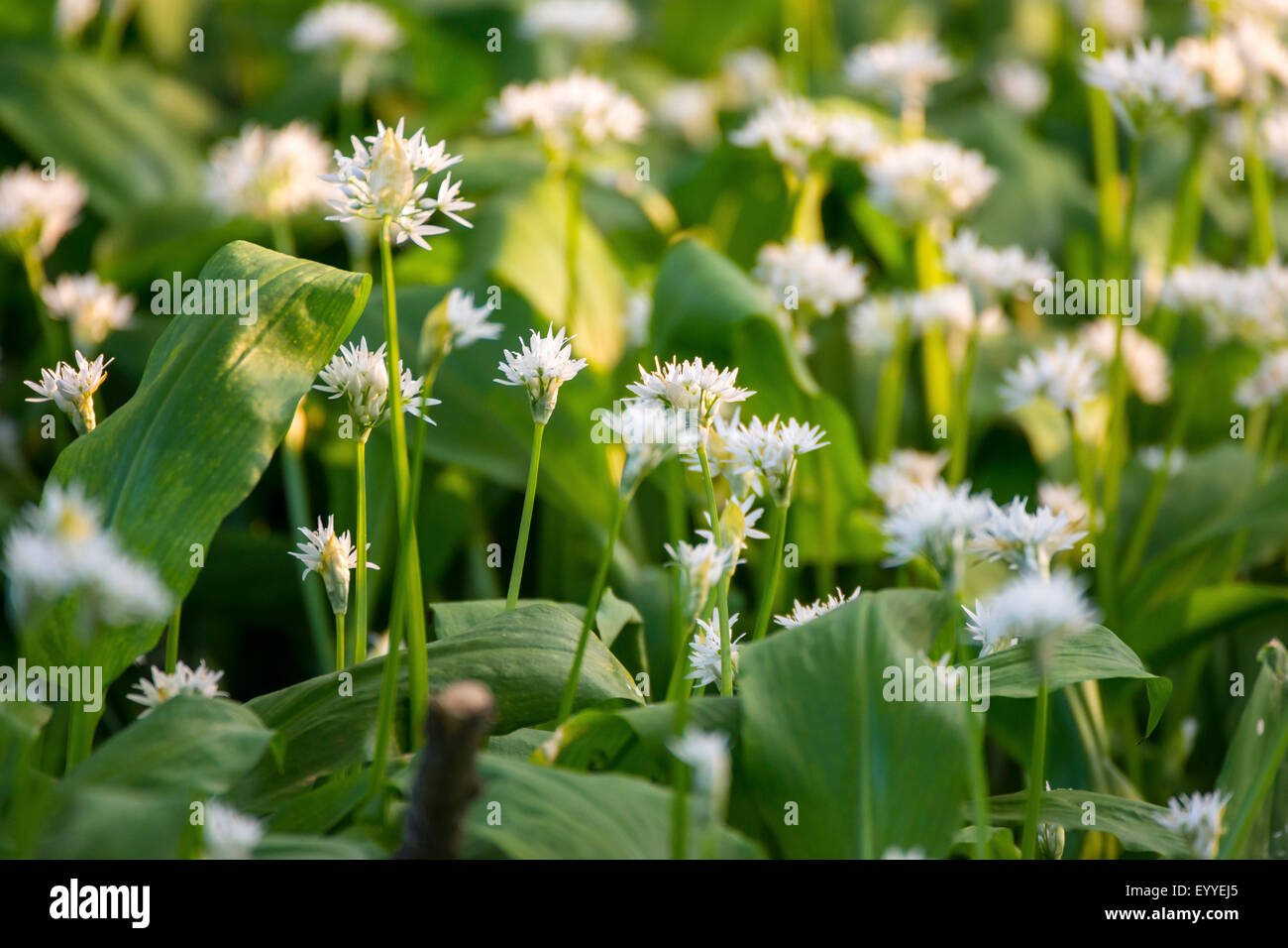 ramsons, buckrams, wild garlic, broad-leaved garlic, wood garlic, bear ...