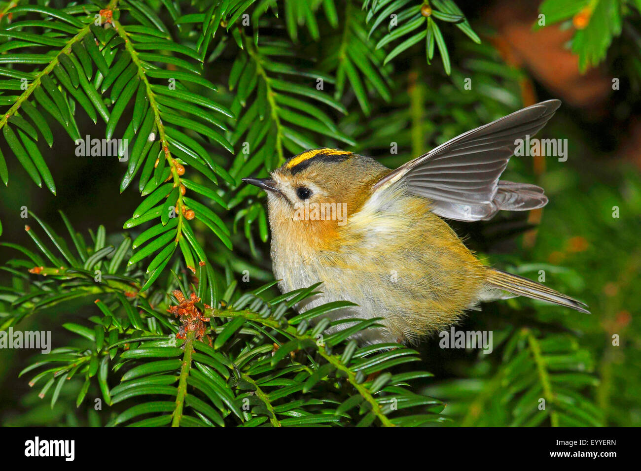 Female goldcrest hi-res stock photography and images - Alamy