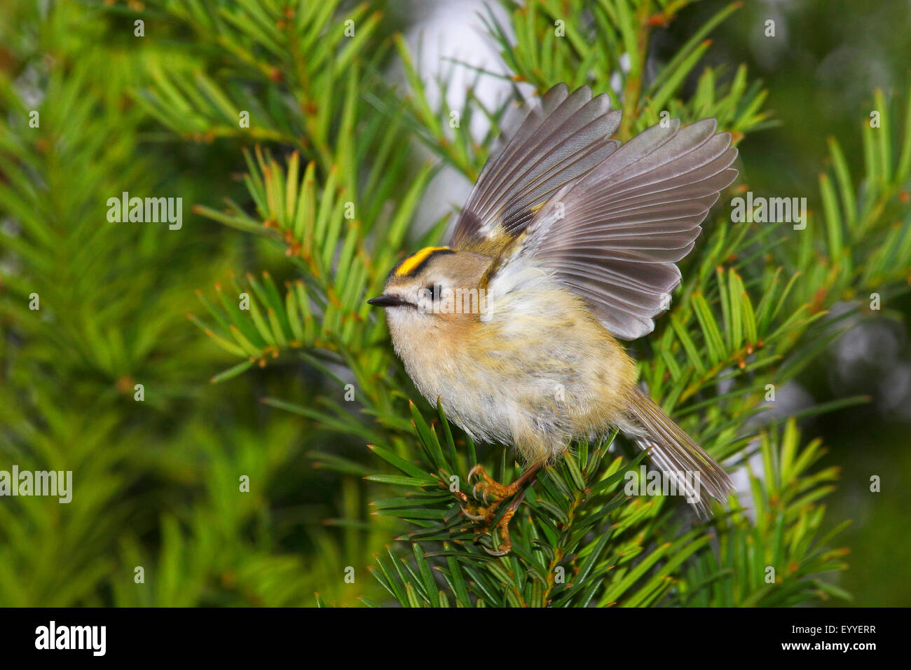 Female goldcrest hi-res stock photography and images - Alamy