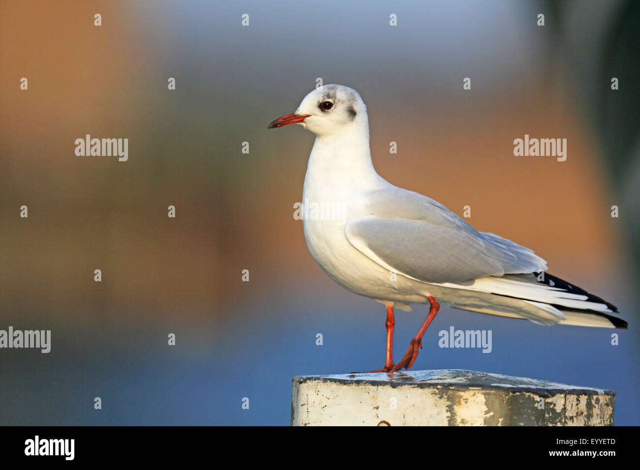 black-headed gull (Larus ridibundus, Chroicocephalus ridibundus ...