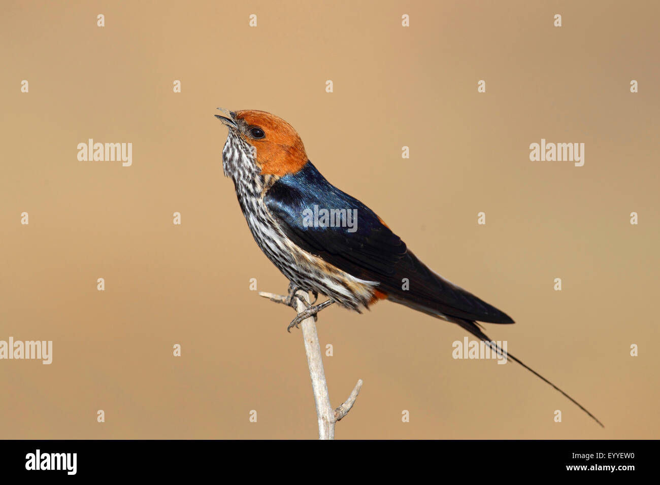 South african swallow hi-res stock photography and images - Alamy