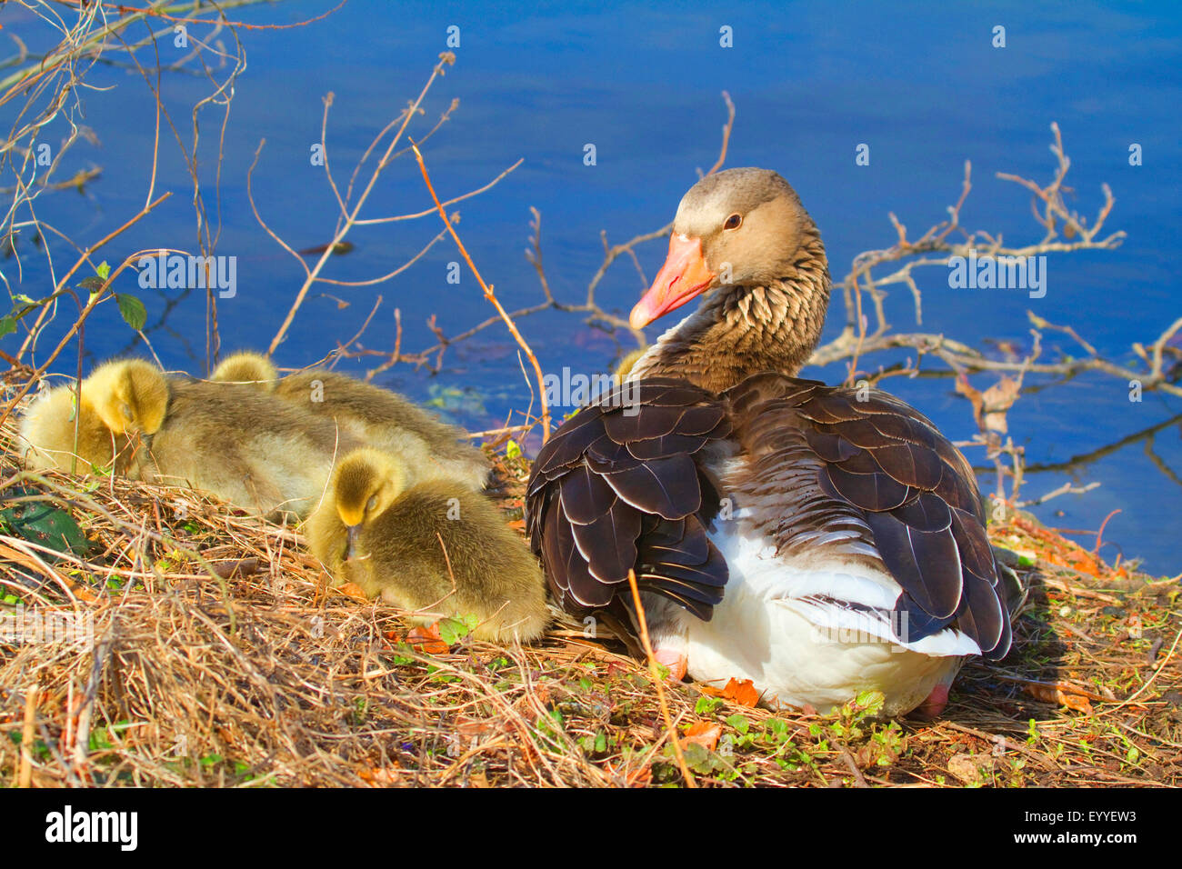 greylag goose (Anser anser), greylag goose with goose chicks on the ...