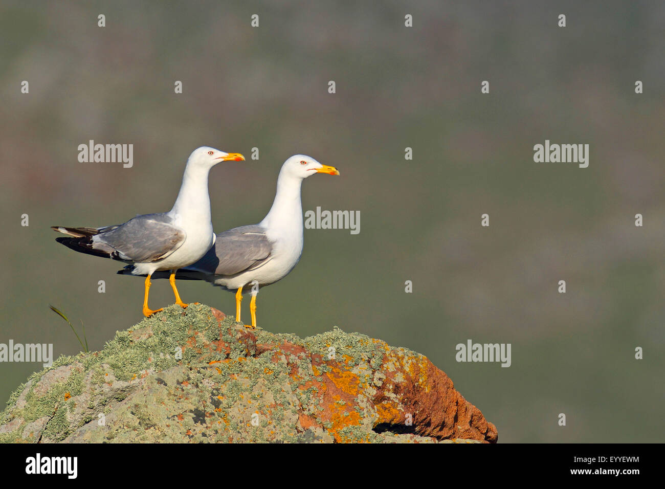 Yellow-legged Gull (Larus michahellis, Larus cachinnans michahellis ...