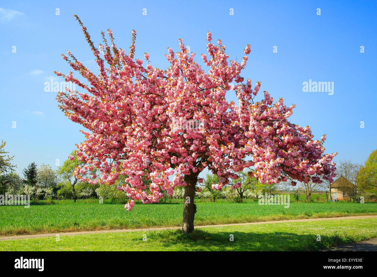 oriental cherry (Prunus serrulata), flowering oriental cherry, Germany ...
