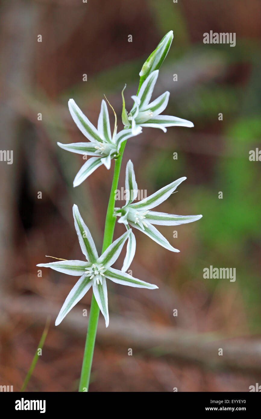 drooping star-of-bethlehem (Ornithogalum nutans), blossom, Greece ...