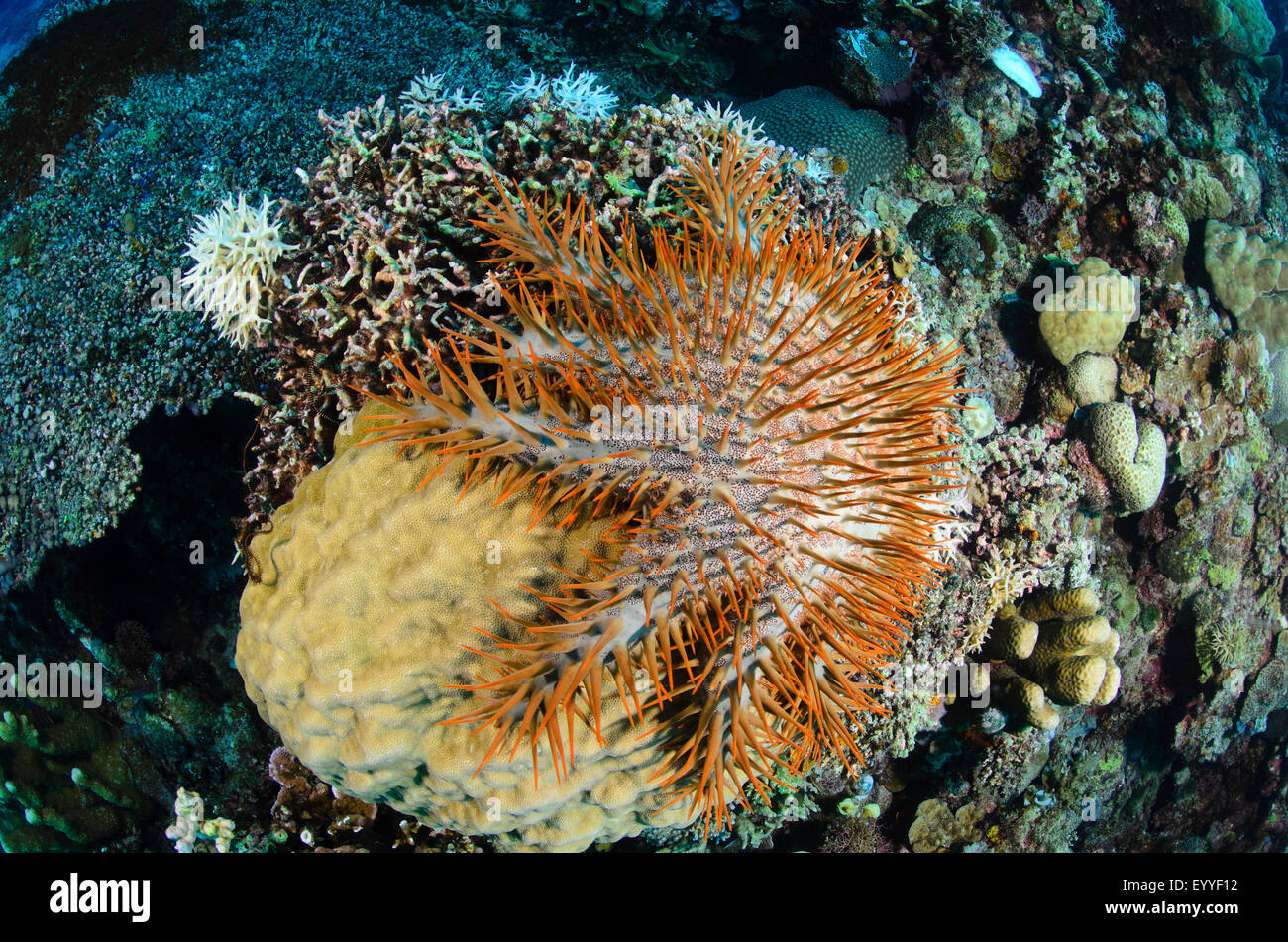 A coral killing Crown of Thorns starfish, Acanthaster planci, attacks ...