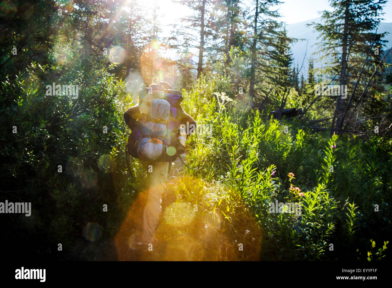 Canadian forest and trail hi-res stock photography and images - Alamy